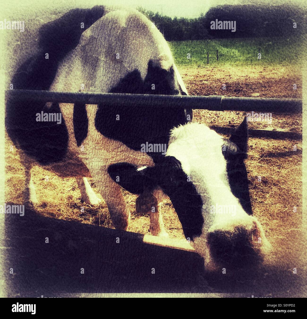 Kuh, die heu isst -Fotos und -Bildmaterial in hoher Auflösung – Alamy