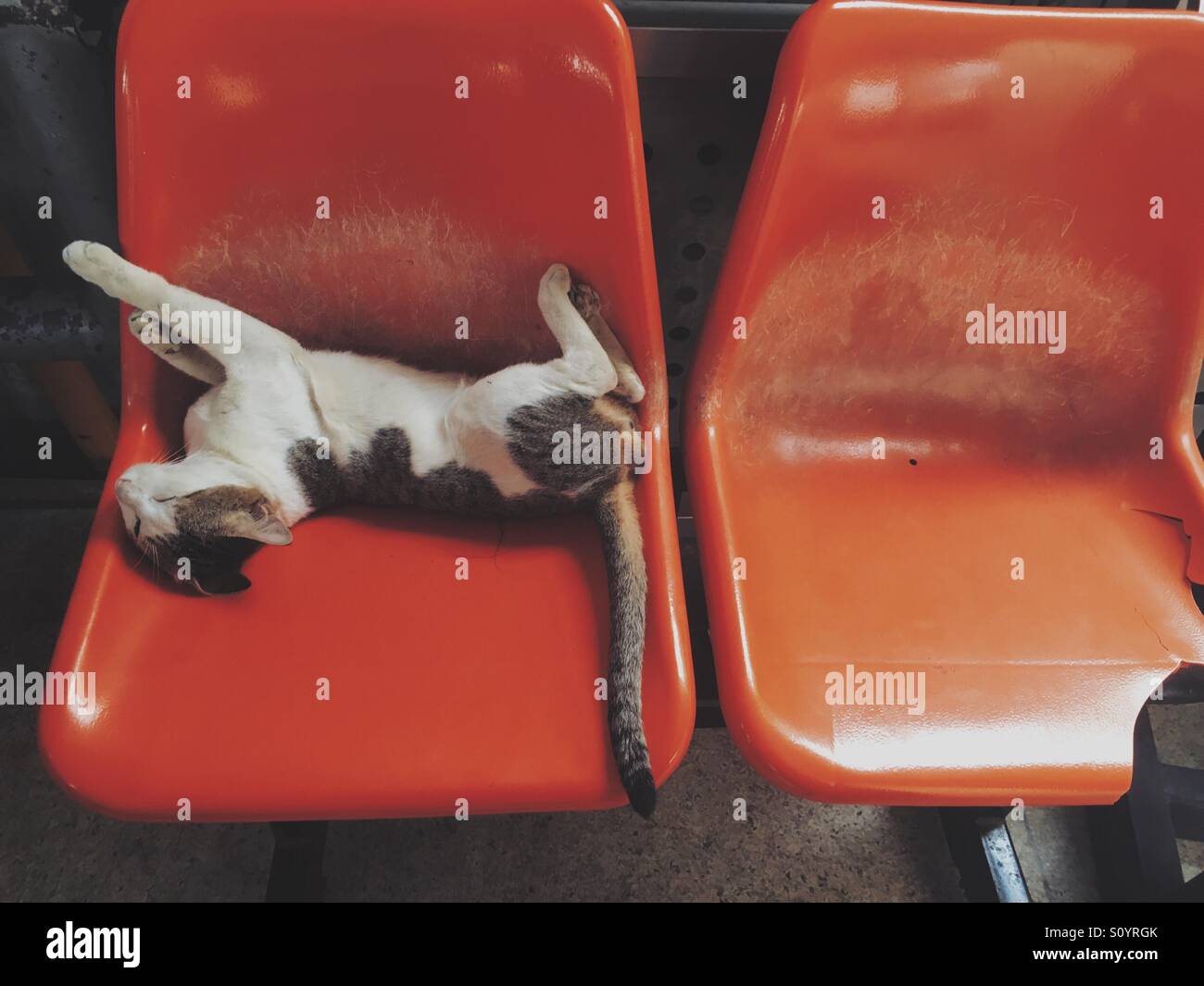 Katze liegend auf roten Stuhl Stockfotografie - Alamy