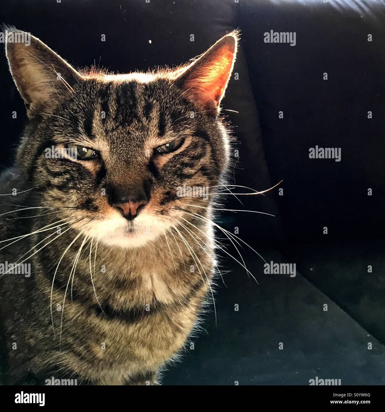 Katze mit verärgert Gesicht Stockfotografie - Alamy