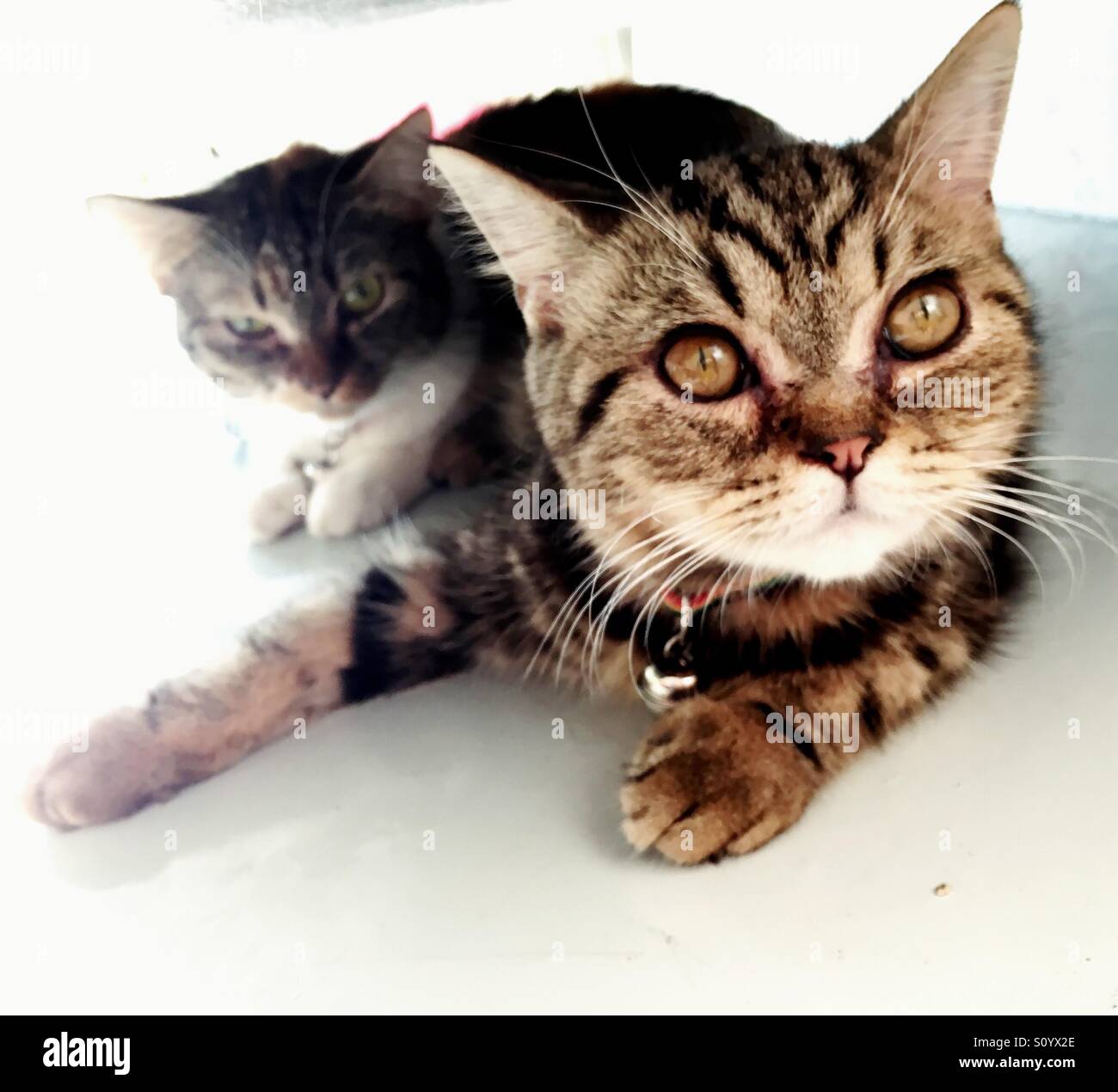 2 Katzen Stockfotos & 2 Katzen Bilder - Alamy