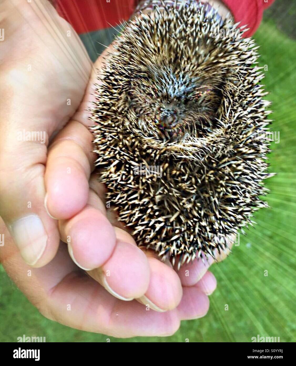 Baby igel in der hand -Fotos und -Bildmaterial in hoher Auflösung – Alamy