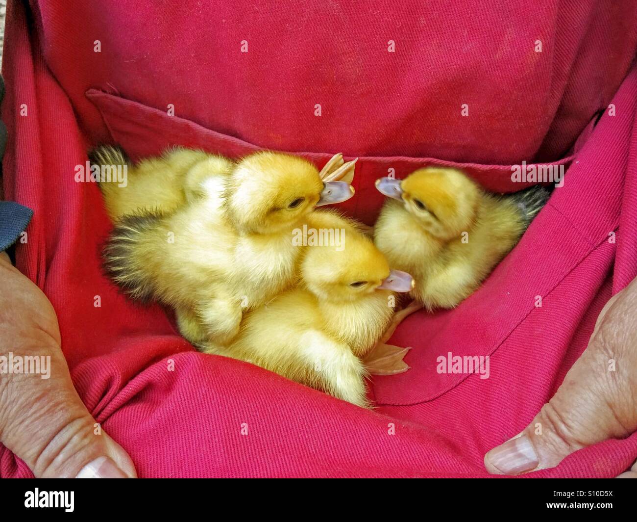 Viele kleine entchen -Fotos und -Bildmaterial in hoher Auflösung – Alamy