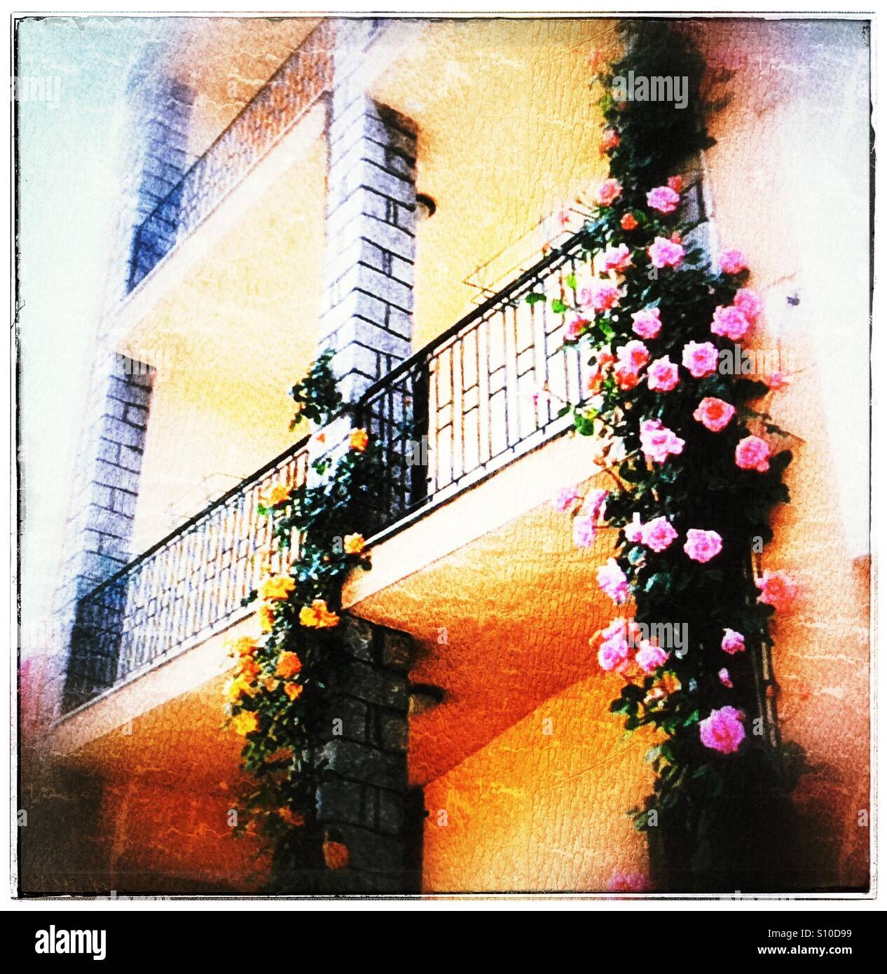 Rose reben -Fotos und -Bildmaterial in hoher Auflösung – Alamy