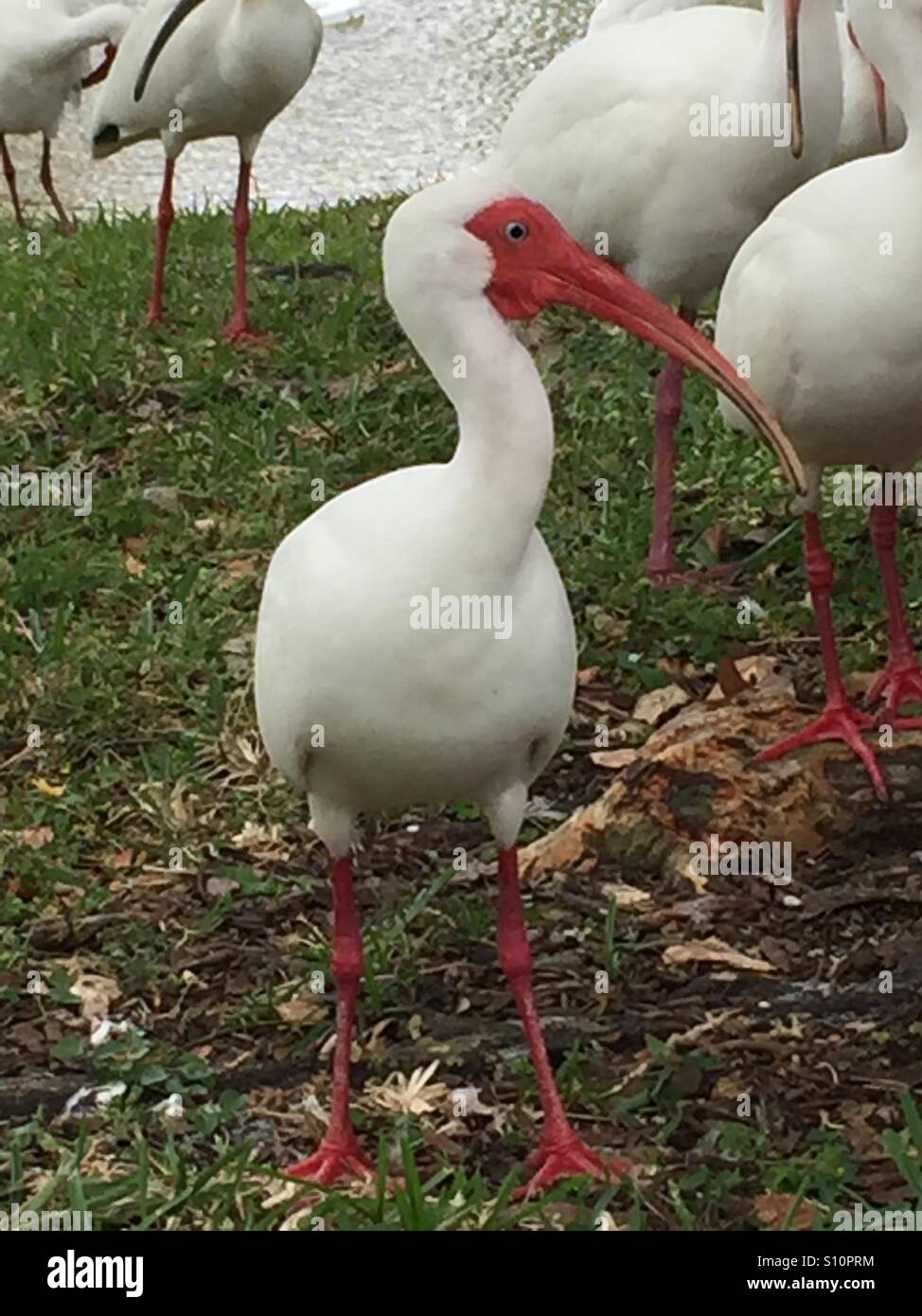 Vogel lustig -Fotos und -Bildmaterial in hoher Auflösung – Alamy