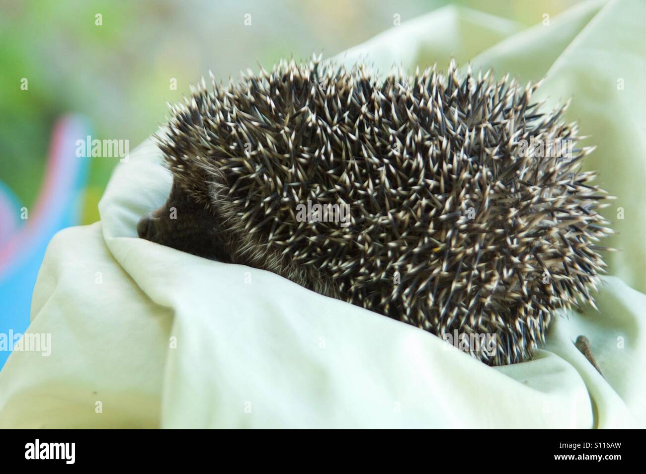 Baby igel -Fotos und -Bildmaterial in hoher Auflösung – Alamy