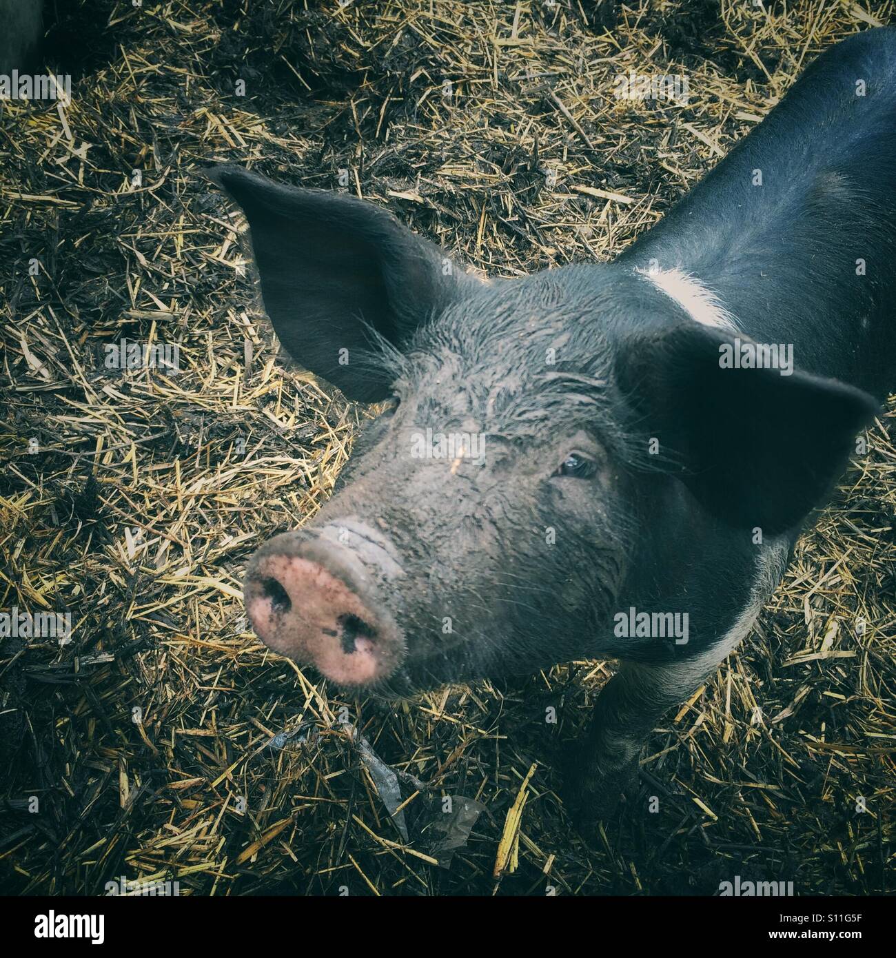 Ferkel und schwein -Fotos und -Bildmaterial in hoher Auflösung - Seite ...
