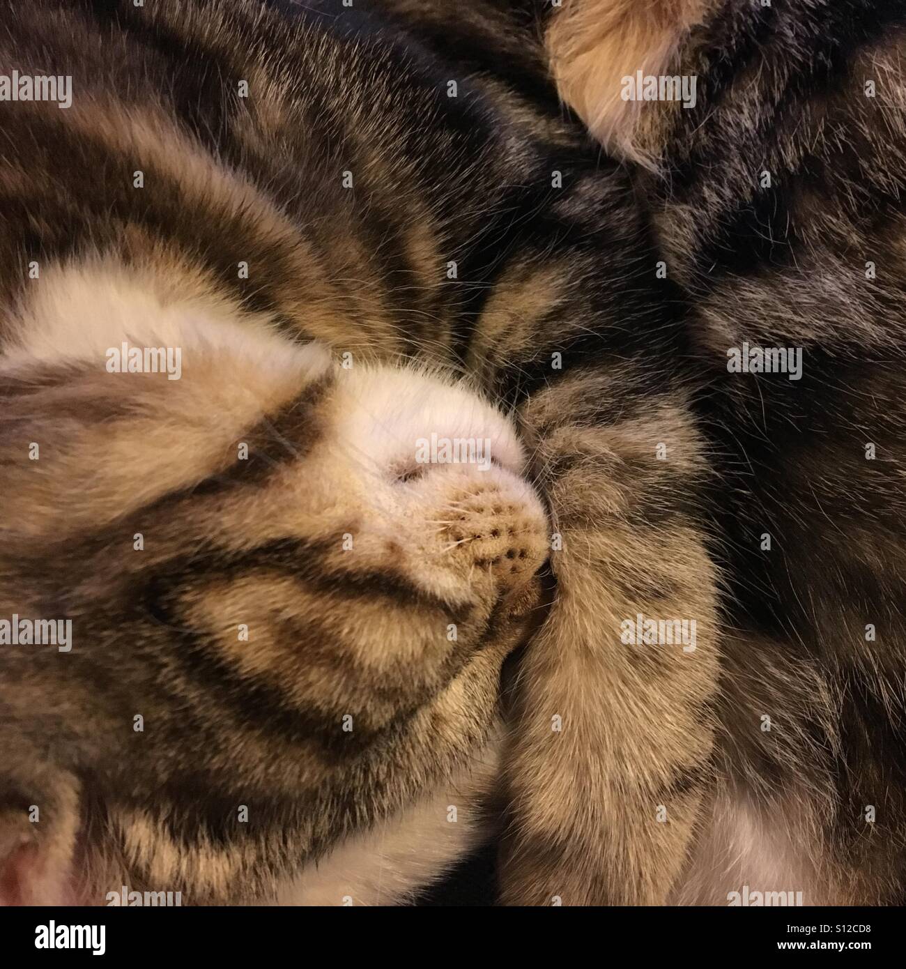 Zusammengerollt schlafende Tabby Katze Stockfotografie - Alamy