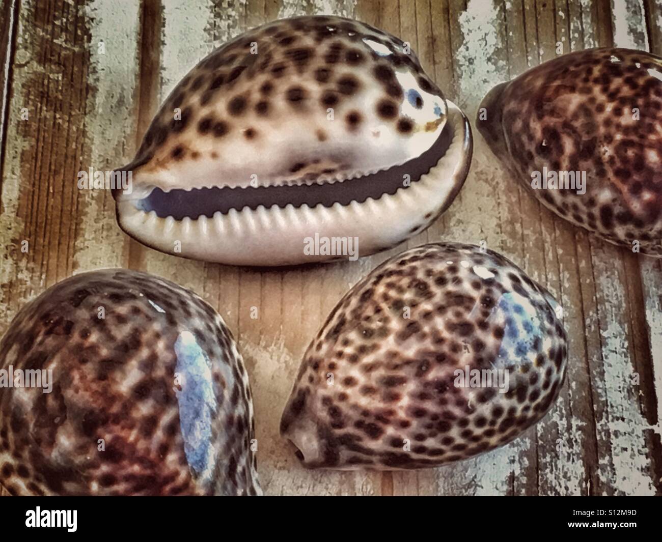 Sammlung von kaurischnecken -Fotos und -Bildmaterial in hoher Auflösung ...