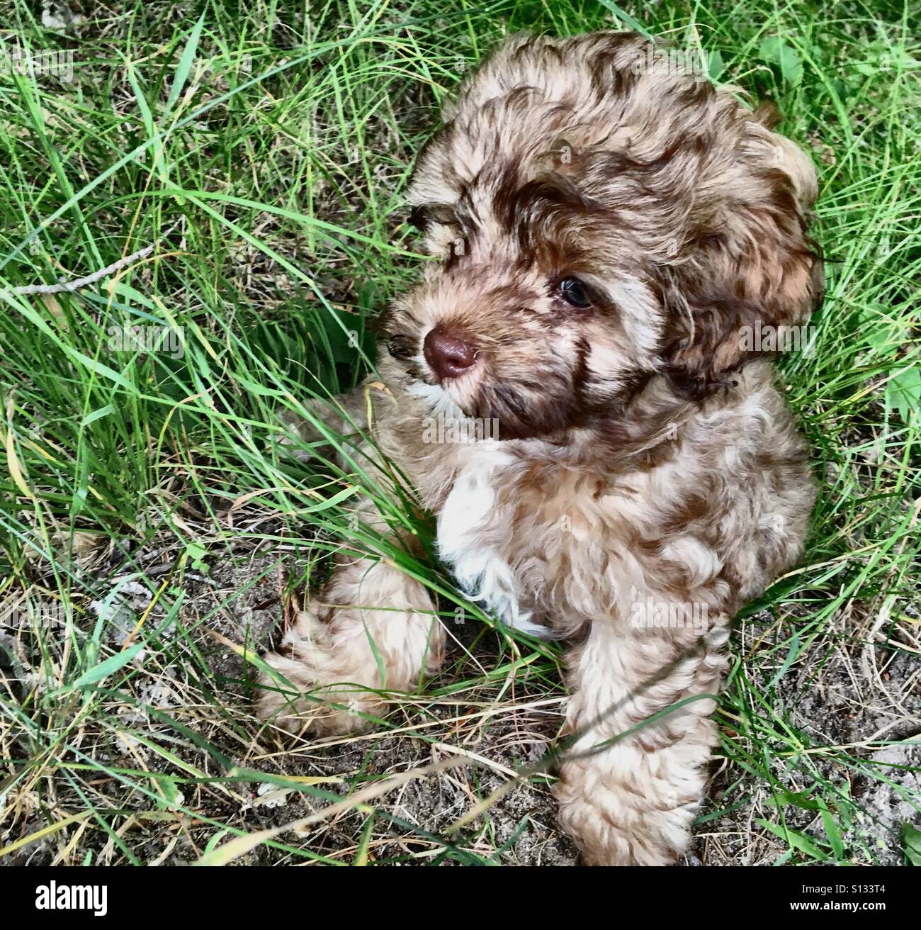 Teddy poodle -Fotos und -Bildmaterial in hoher Auflösung – Alamy