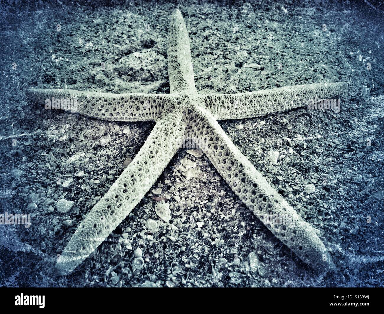 Getrockneter seestern -Fotos und -Bildmaterial in hoher Auflösung – Alamy