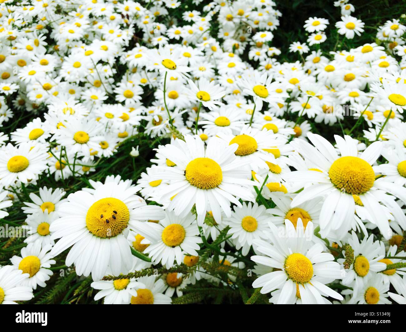 Matricaria Perforata Stockfotos und -bilder Kaufen - Alamy