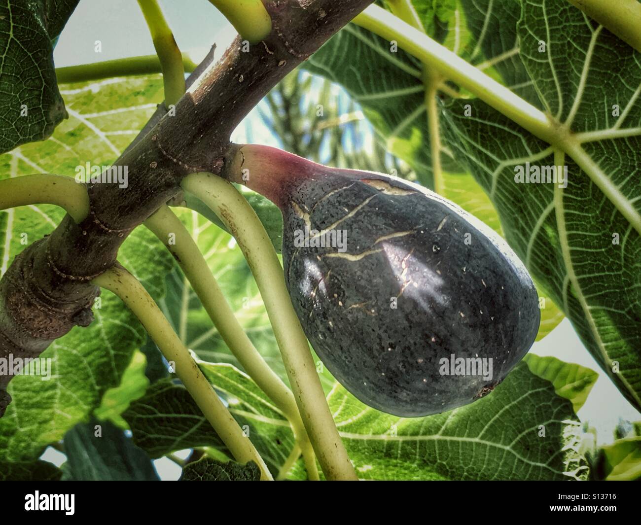 Ficus carica common fig -Fotos und -Bildmaterial in hoher Auflösung – Alamy