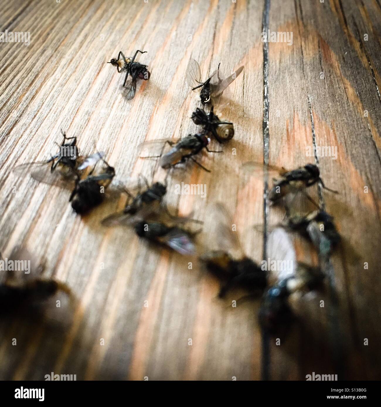Dead Insects Stockfotos & Dead Insects Bilder - Alamy