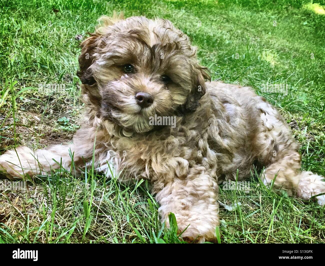 Teddy poodle -Fotos und -Bildmaterial in hoher Auflösung – Alamy