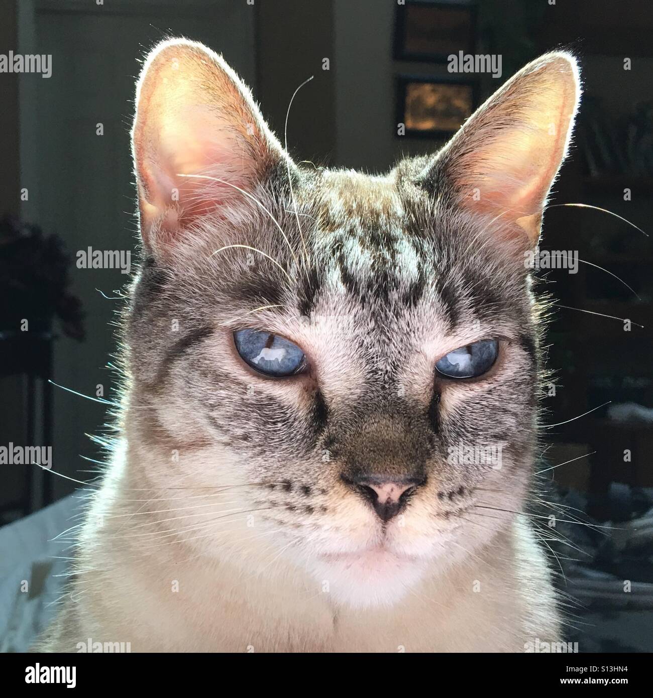 Blue point siamese cat -Fotos und -Bildmaterial in hoher Auflösung – Alamy