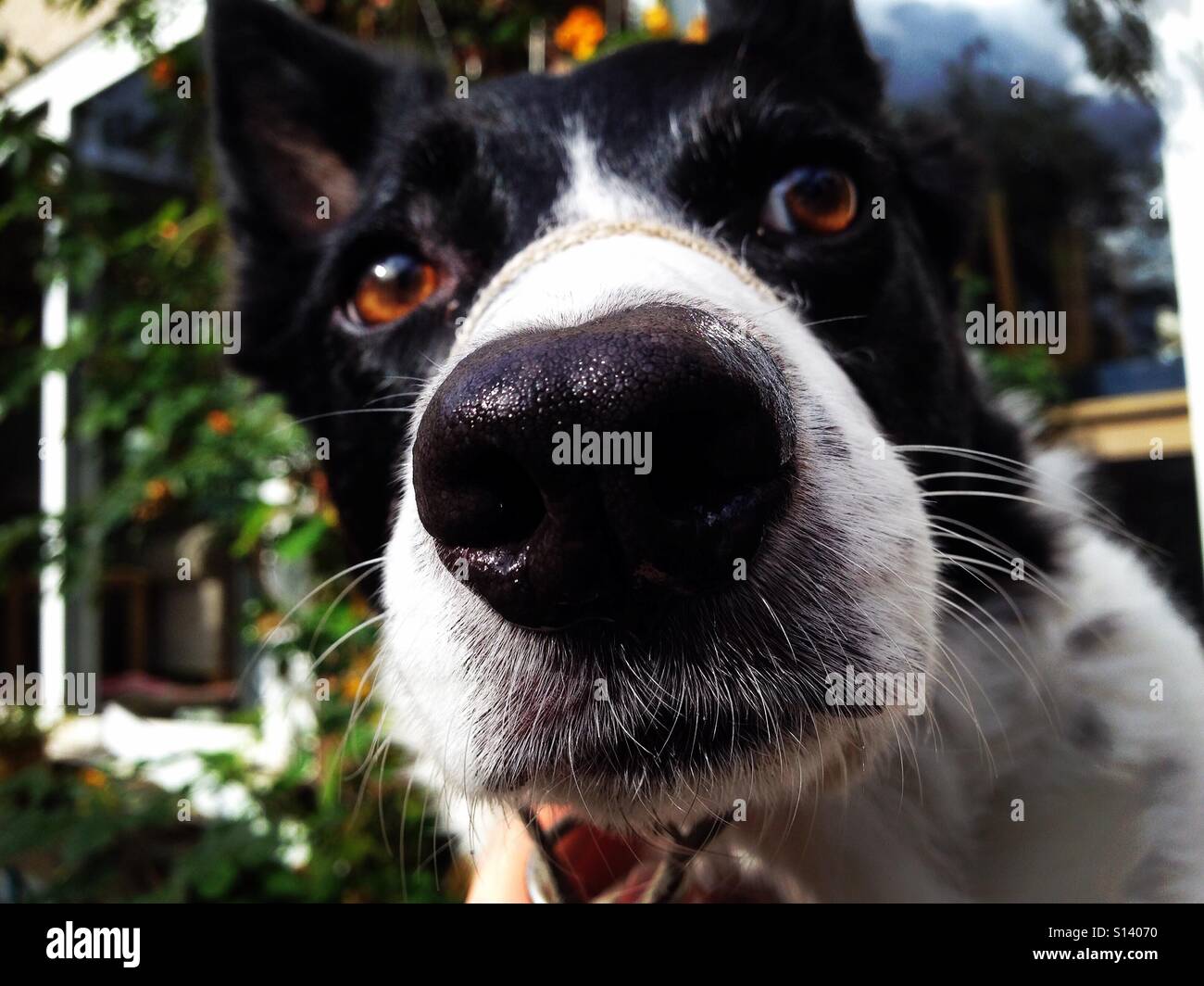 Nasse nase hund -Fotos und -Bildmaterial in hoher Auflösung – Alamy