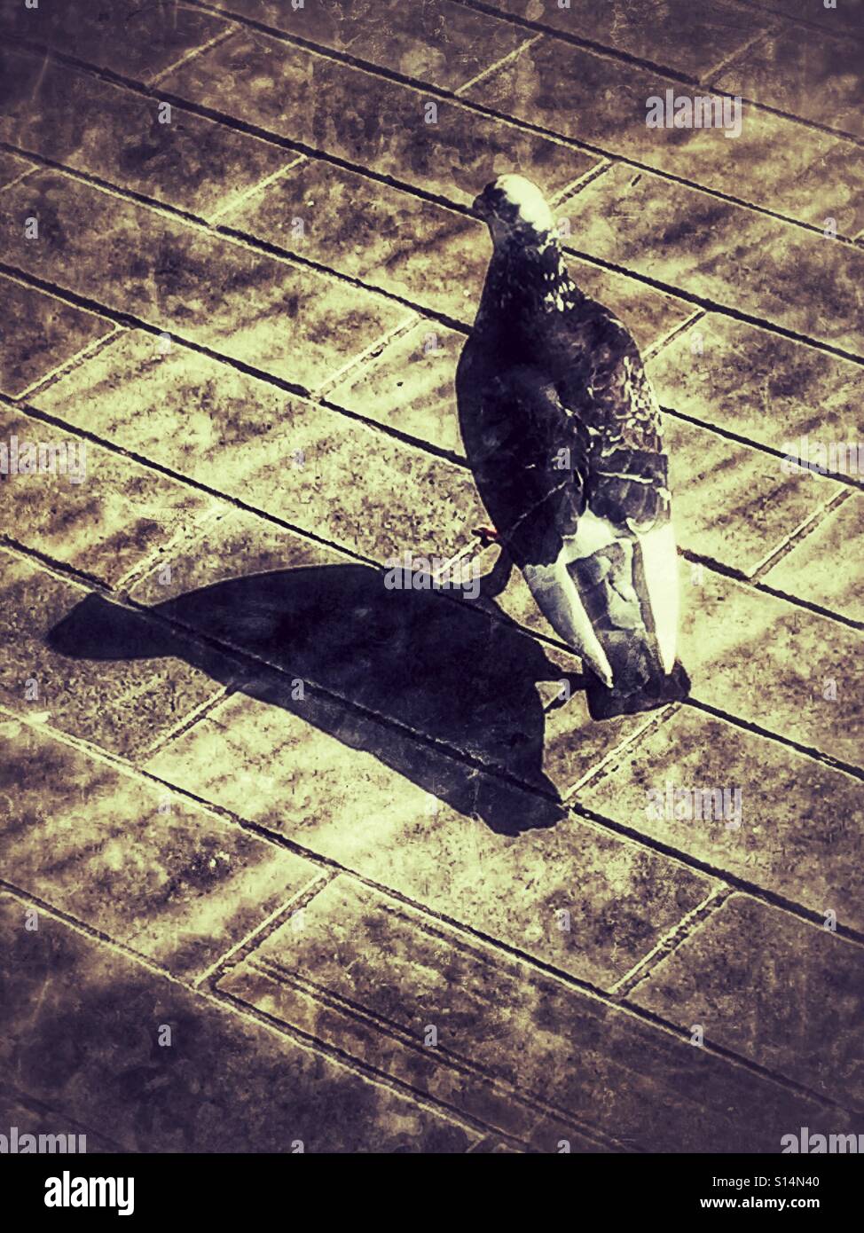 Grungy taube -Fotos und -Bildmaterial in hoher Auflösung – Alamy