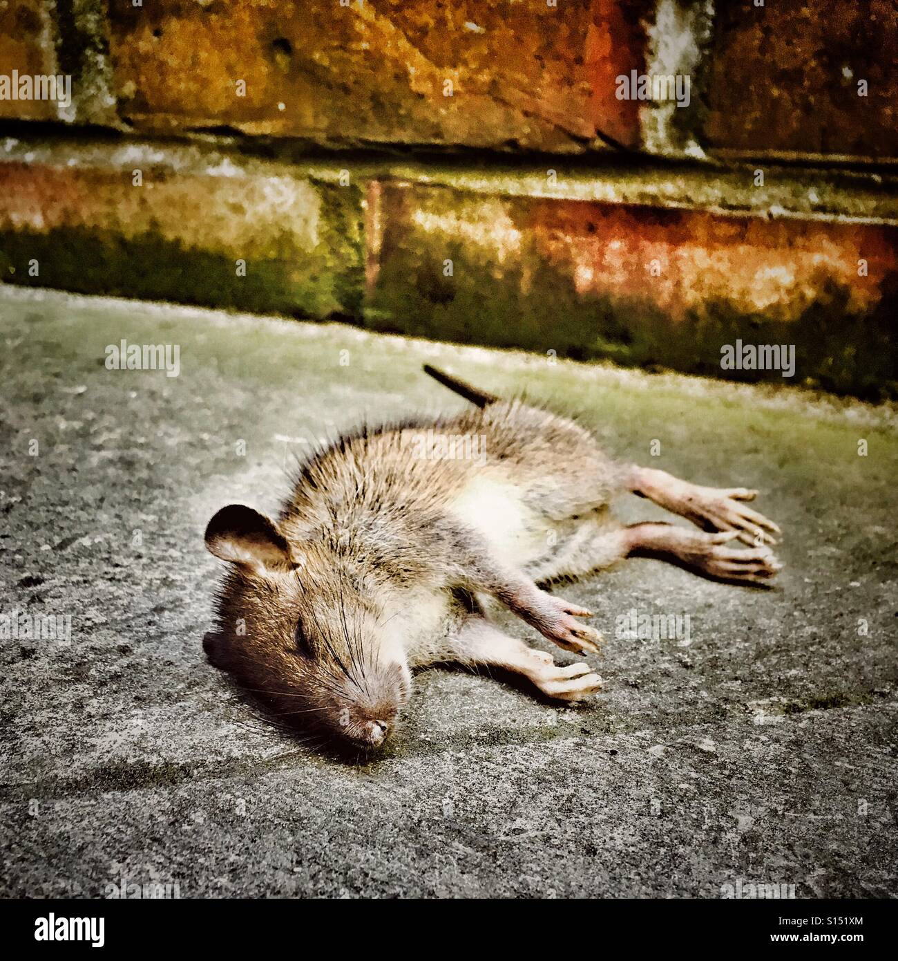 Ratte rattus kanalisation -Fotos und -Bildmaterial in hoher Auflösung ...