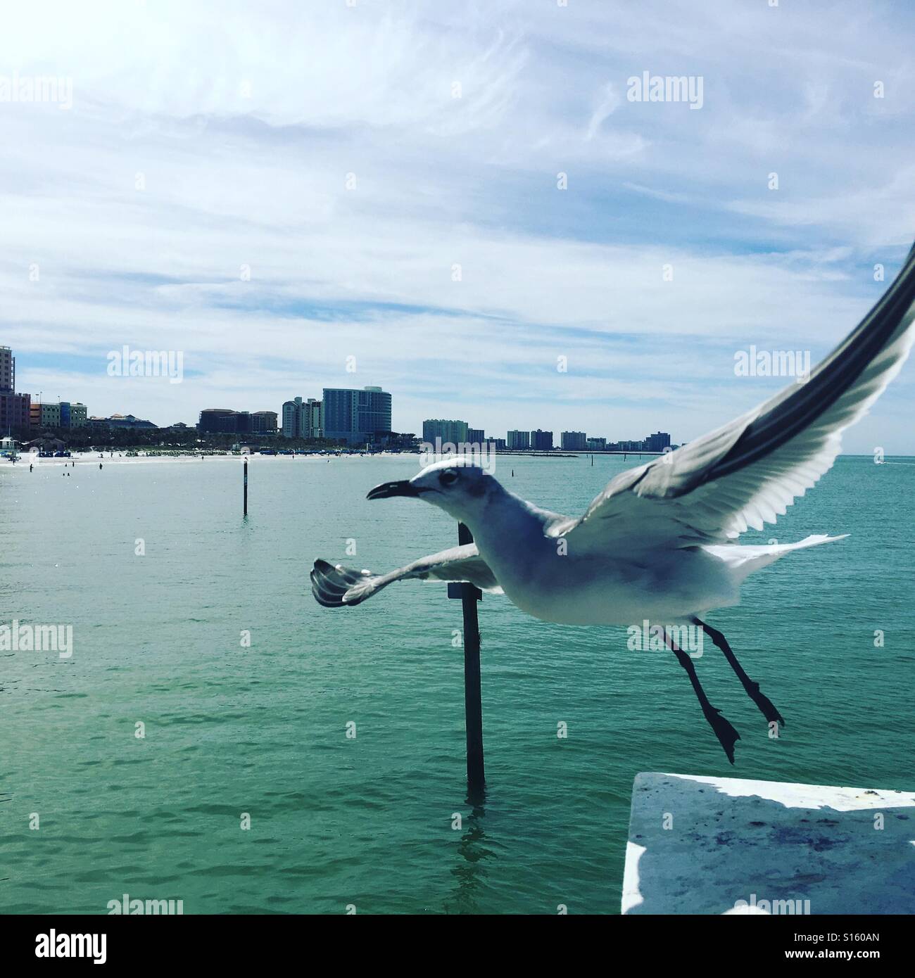 Fliege auf wasser -Fotos und -Bildmaterial in hoher Auflösung – Alamy