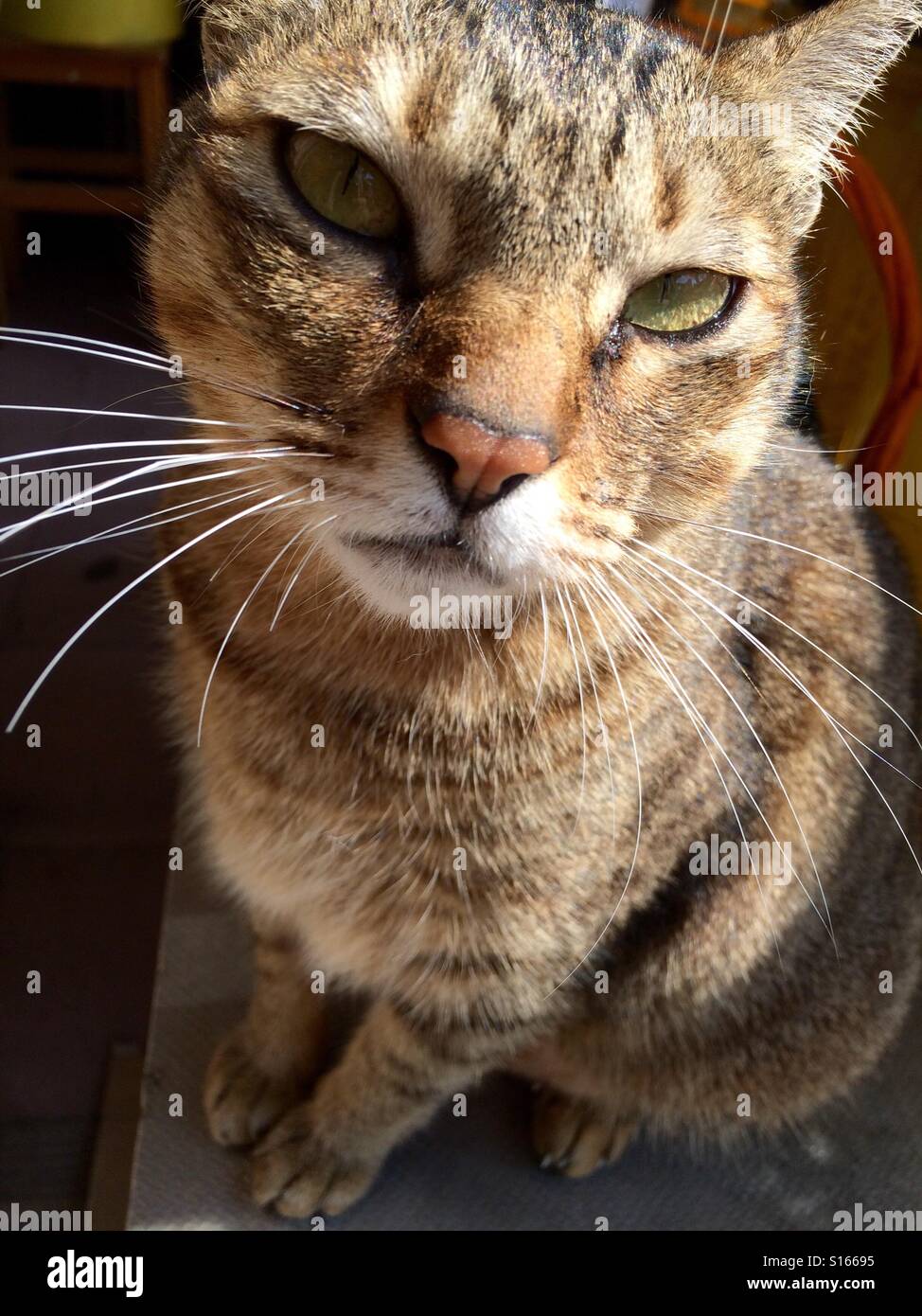Meine aussehende katze -Fotos und -Bildmaterial in hoher Auflösung – Alamy