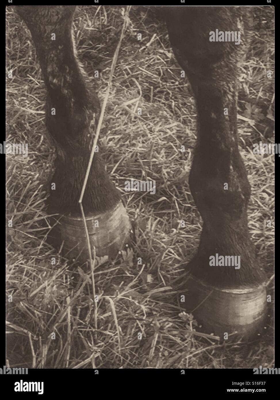 Pferde beine -Fotos und -Bildmaterial in hoher Auflösung – Alamy
