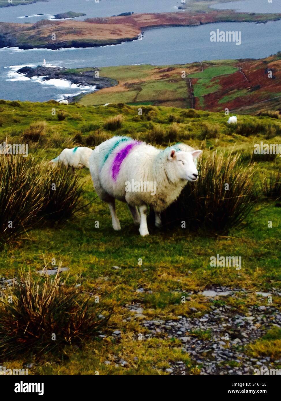 Schaf Gemalt Stockfotos und -bilder Kaufen - Alamy