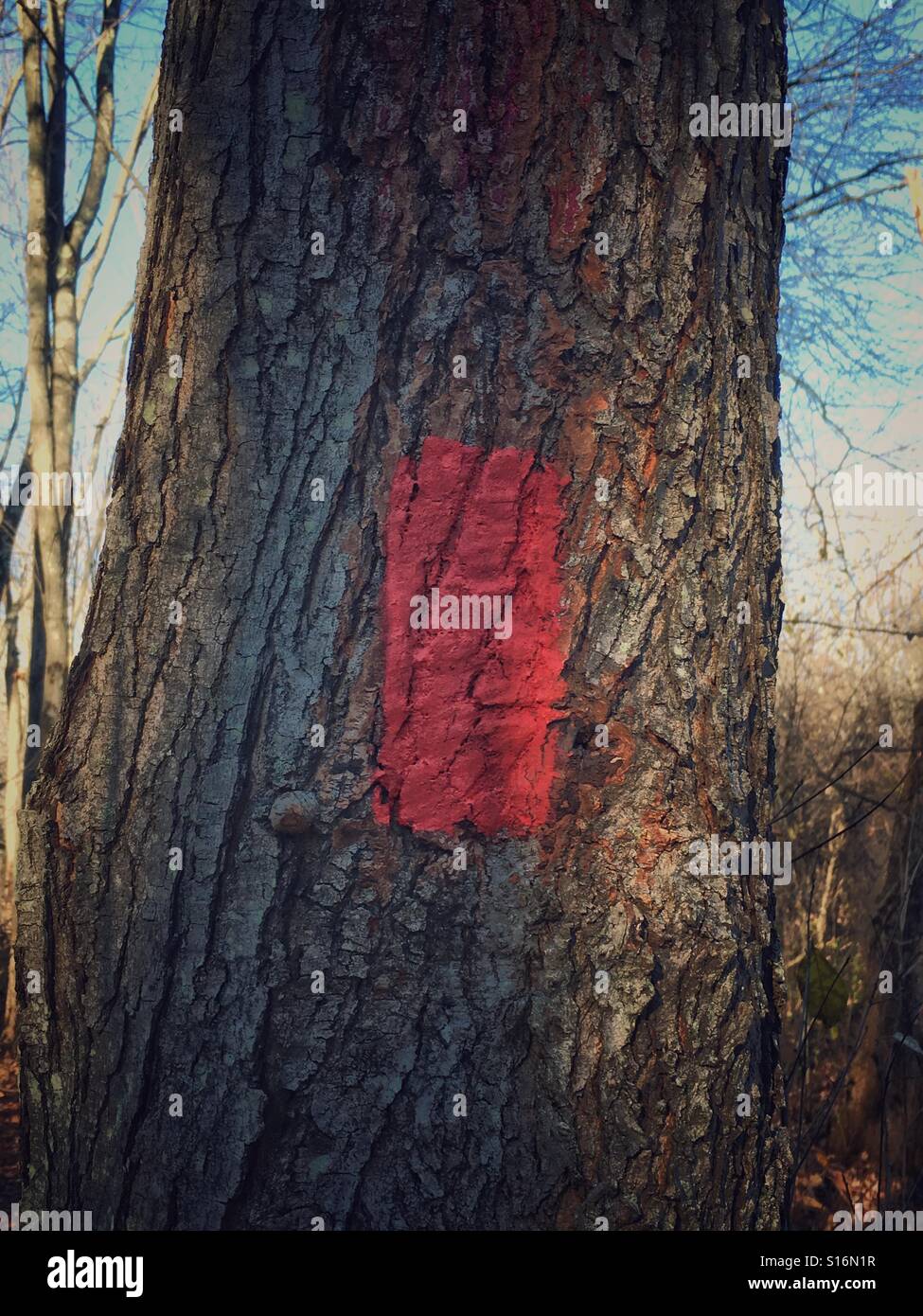 Blaze tree -Fotos und -Bildmaterial in hoher Auflösung – Alamy