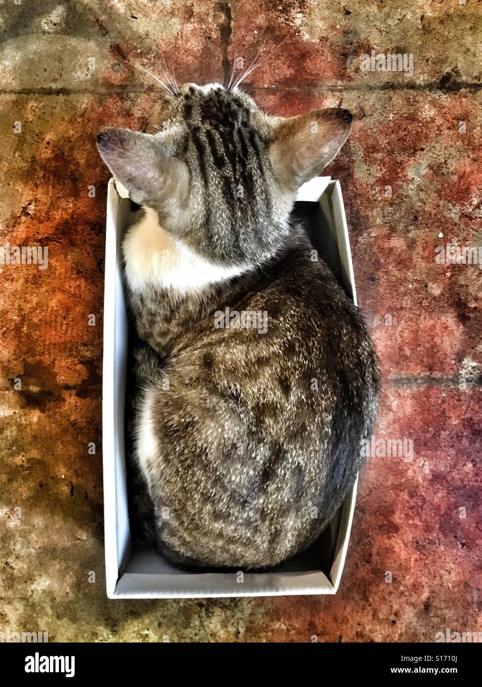 Cat in a box -Fotos und -Bildmaterial in hoher Auflösung – Alamy
