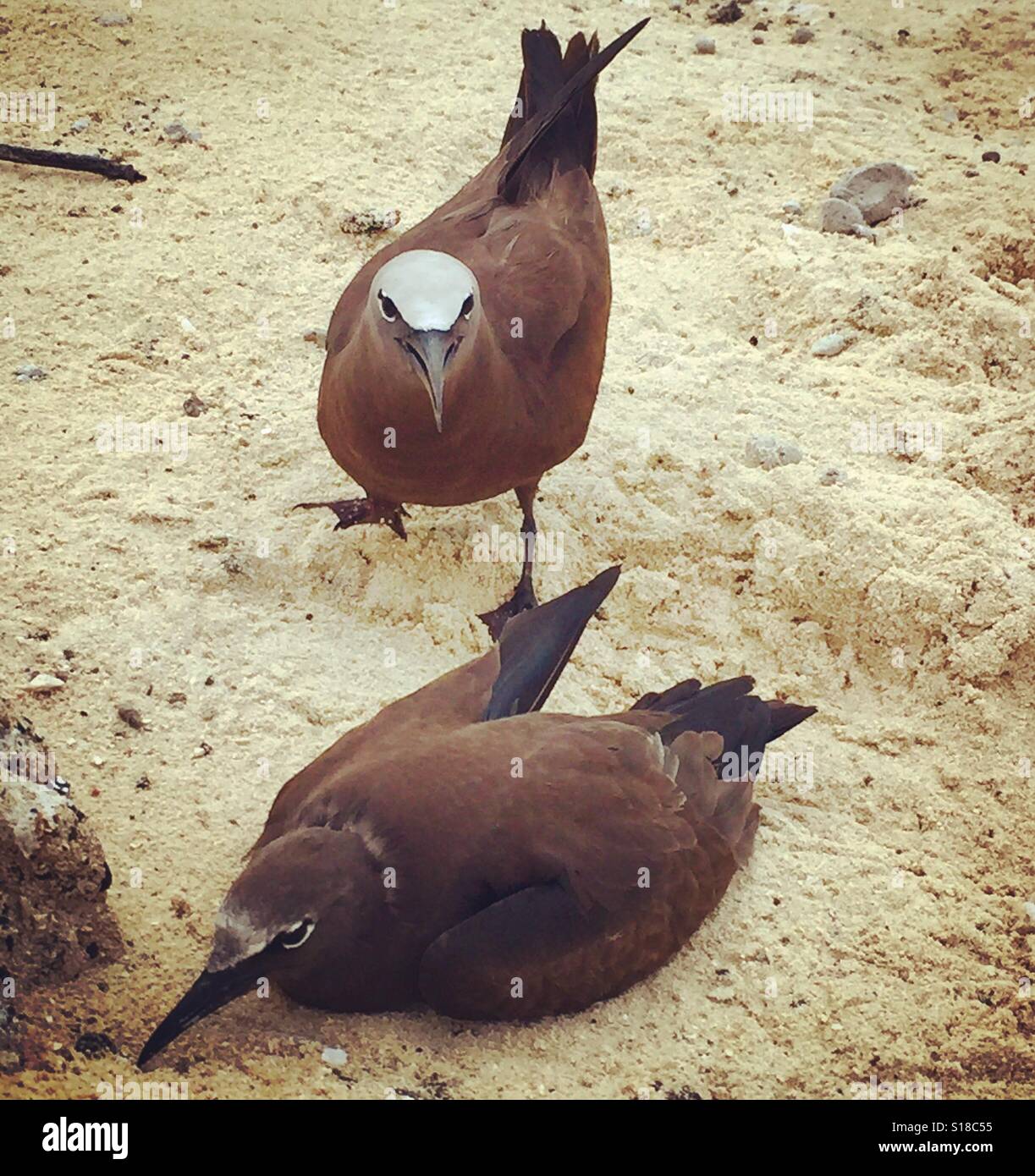 Mit mutter vogel -Fotos und -Bildmaterial in hoher Auflösung – Alamy
