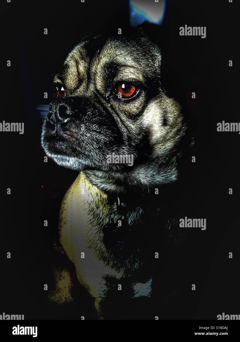 Mops terrier -Fotos und -Bildmaterial in hoher Auflösung – Alamy