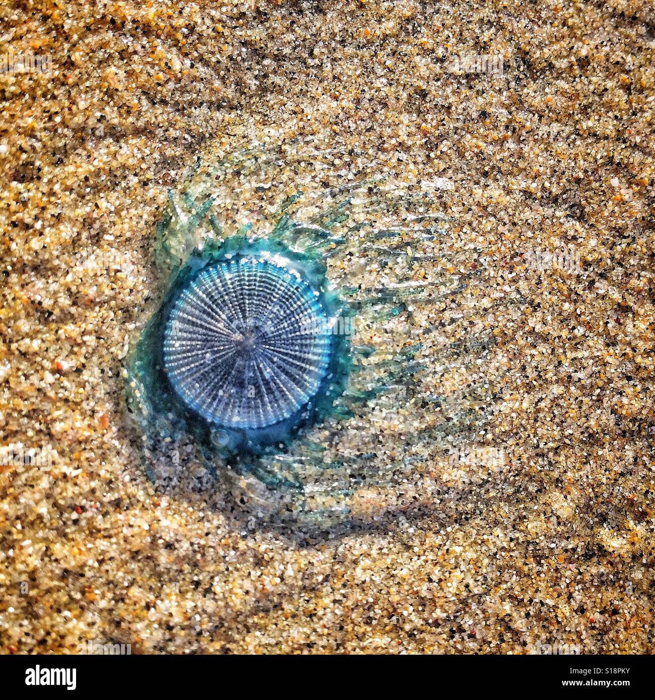 Porpita porpita -Fotos und -Bildmaterial in hoher Auflösung – Alamy