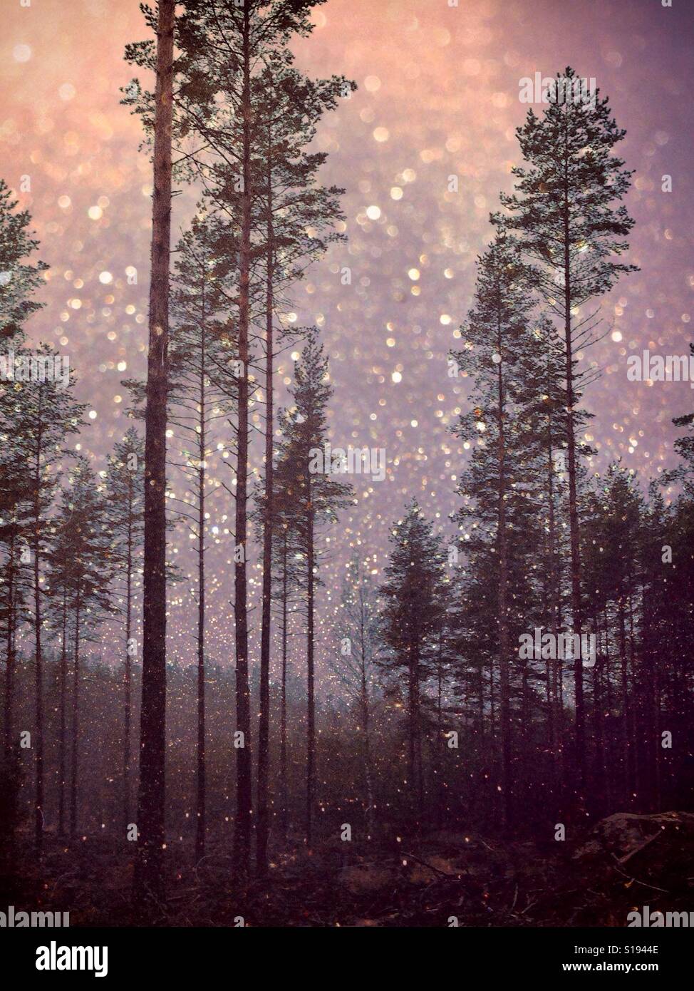 Magischer wald -Fotos und -Bildmaterial in hoher Auflösung – Alamy