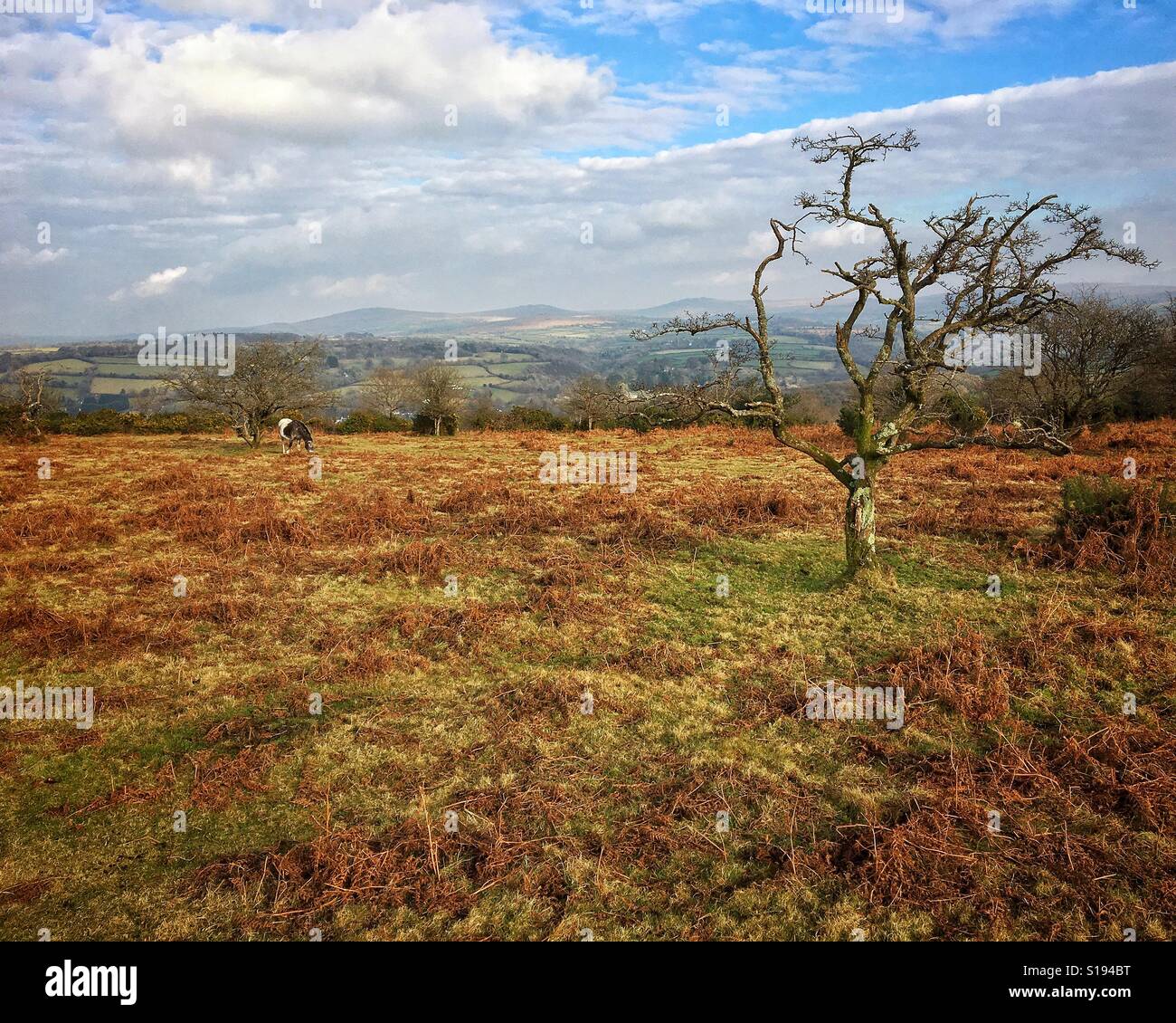 Ein Dartmoor Pony Weiden am Roborough unten in der Nähe Yelverton ...