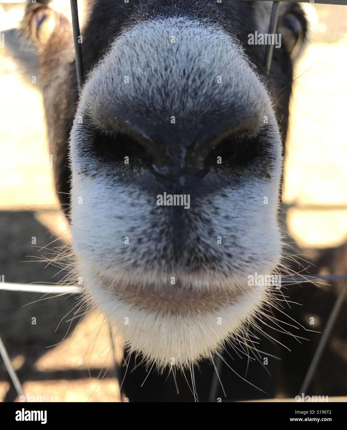 Silly animals -Fotos und -Bildmaterial in hoher Auflösung – Alamy