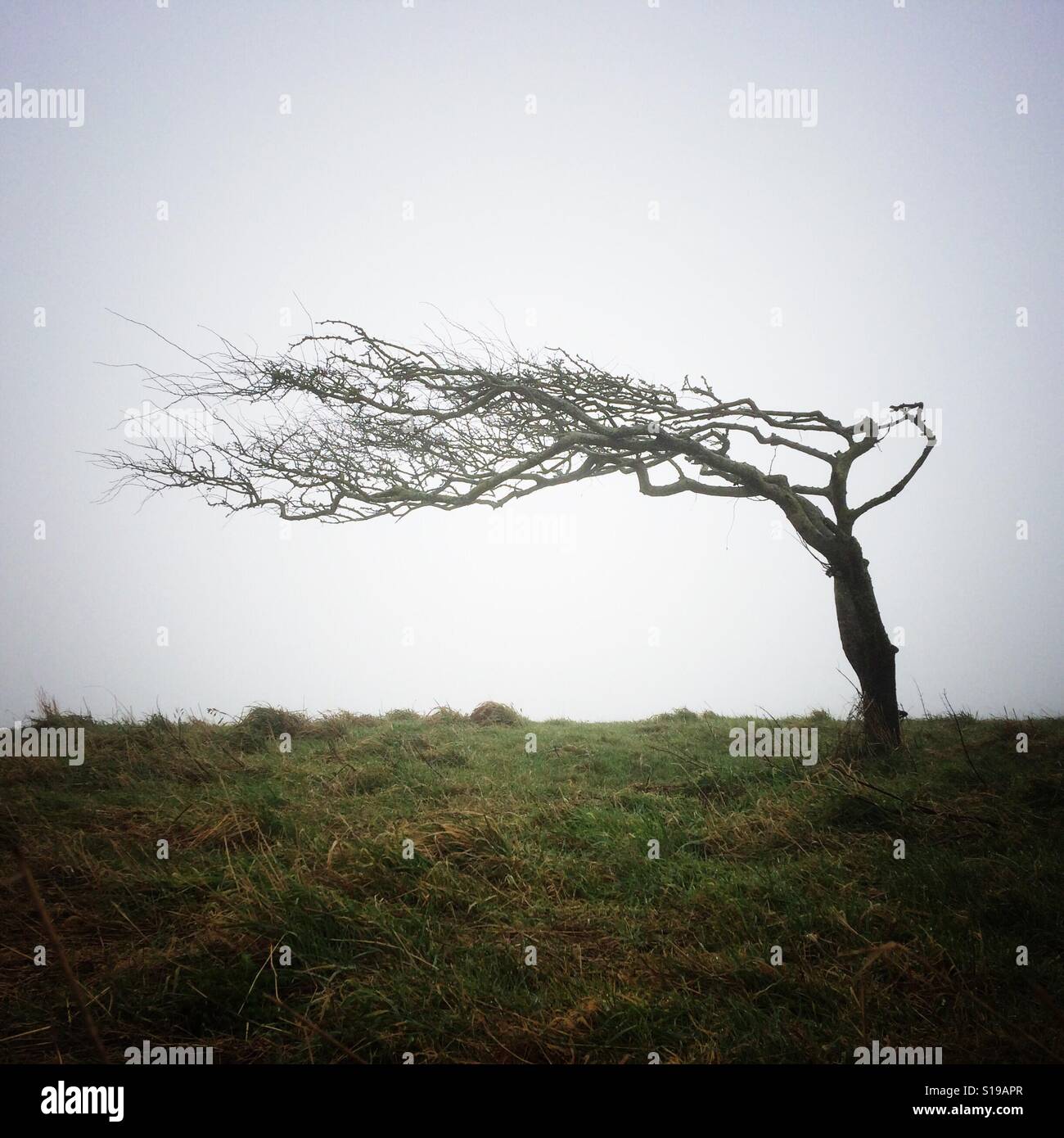 Windförmiger baum -Fotos und -Bildmaterial in hoher Auflösung – Alamy