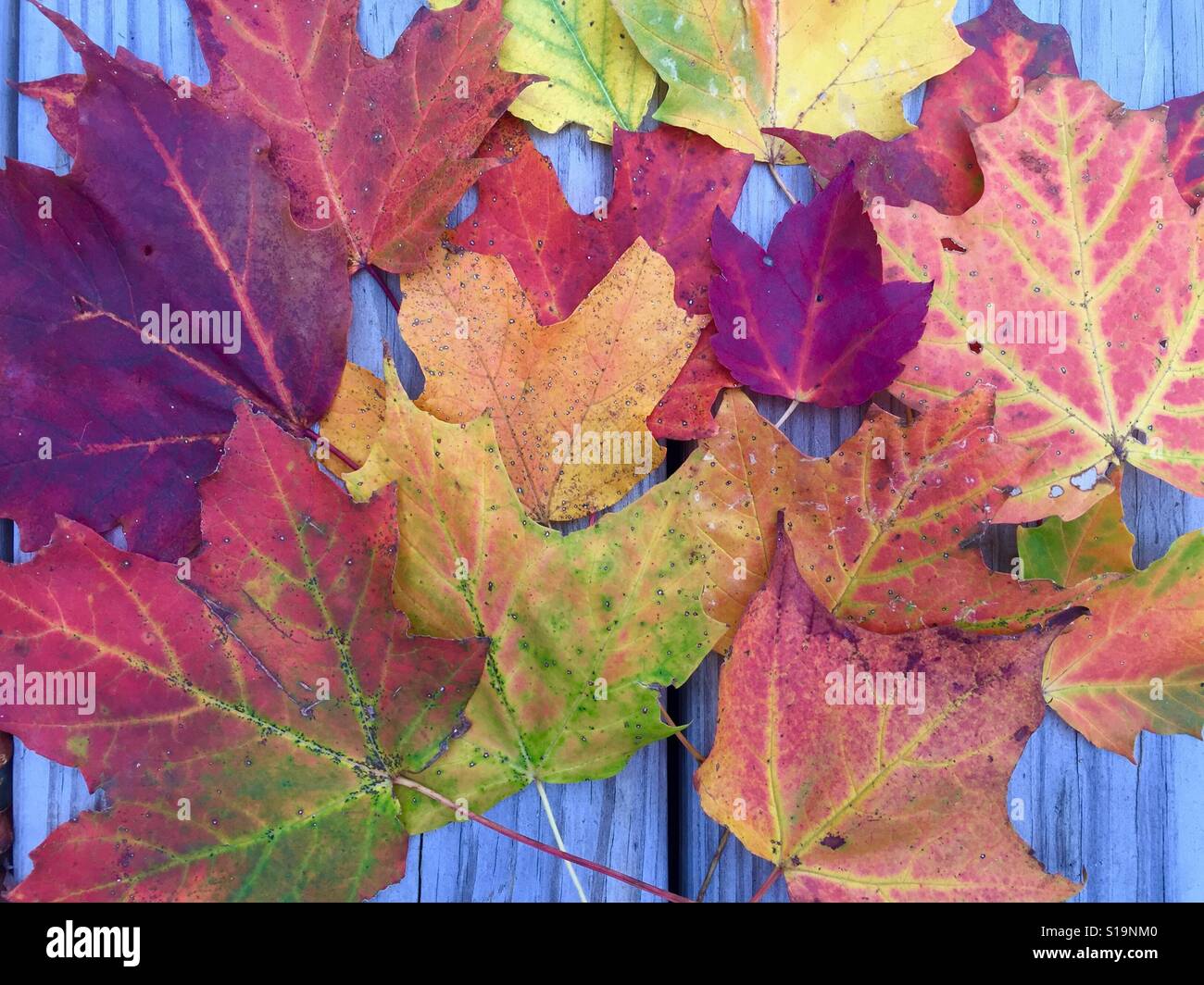 Bunte Blätter im Herbst Stockfotografie - Alamy