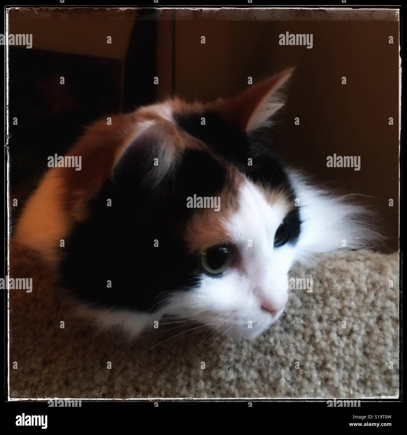 Calico Katze schaut aus dem Fenster Stockfotografie - Alamy