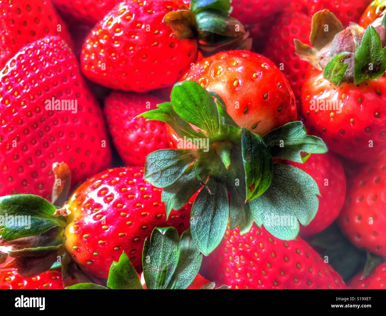 Frische, saftige rote Erdbeeren Stockfotografie - Alamy