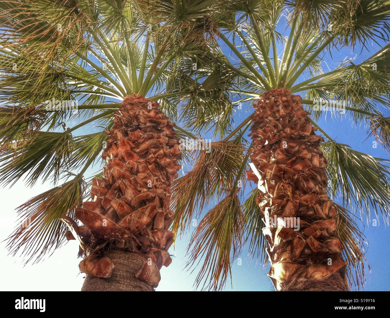 Palmen sonnig -Fotos und -Bildmaterial in hoher Auflösung – Alamy
