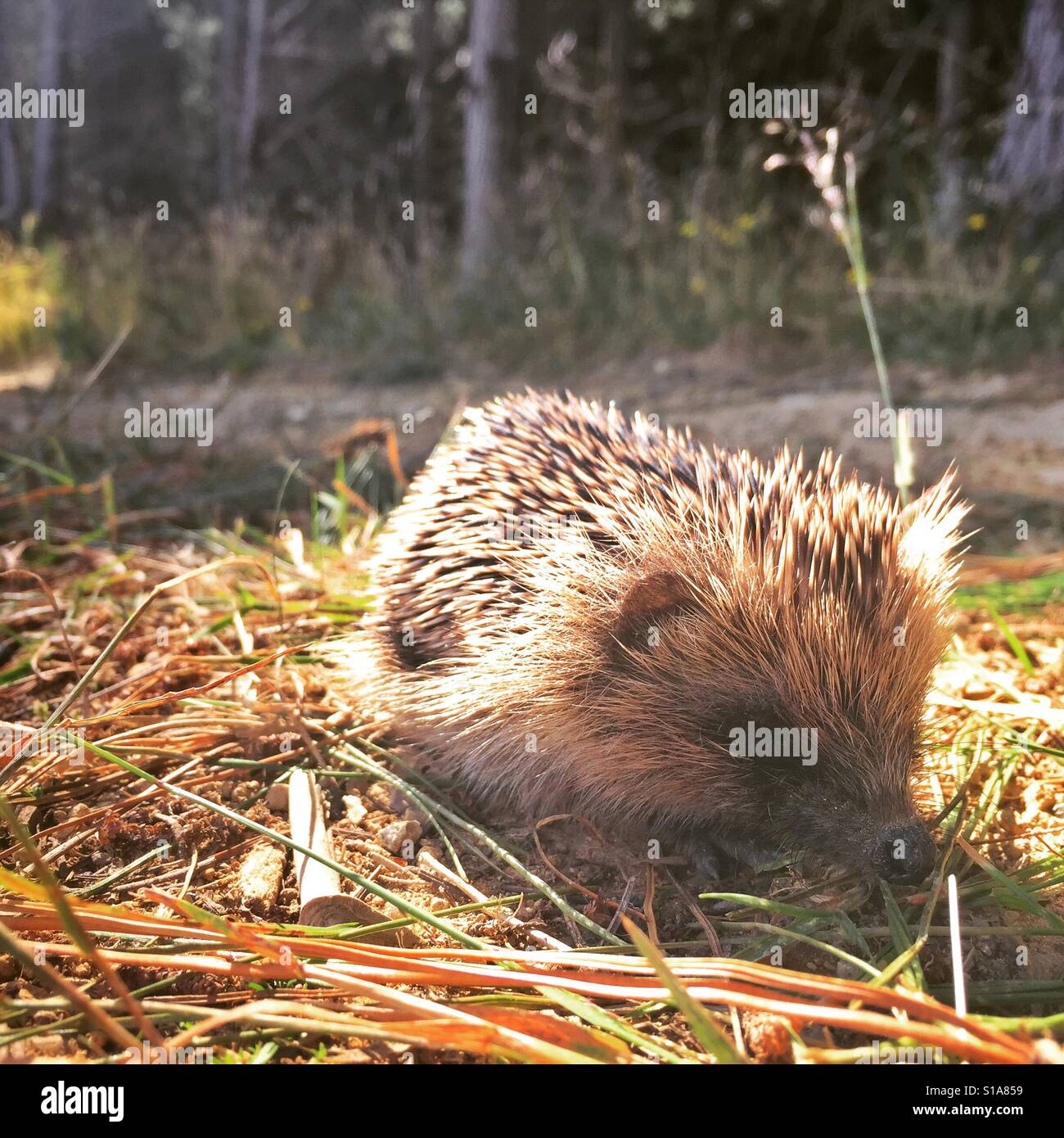 Igel wald -Fotos und -Bildmaterial in hoher Auflösung – Alamy