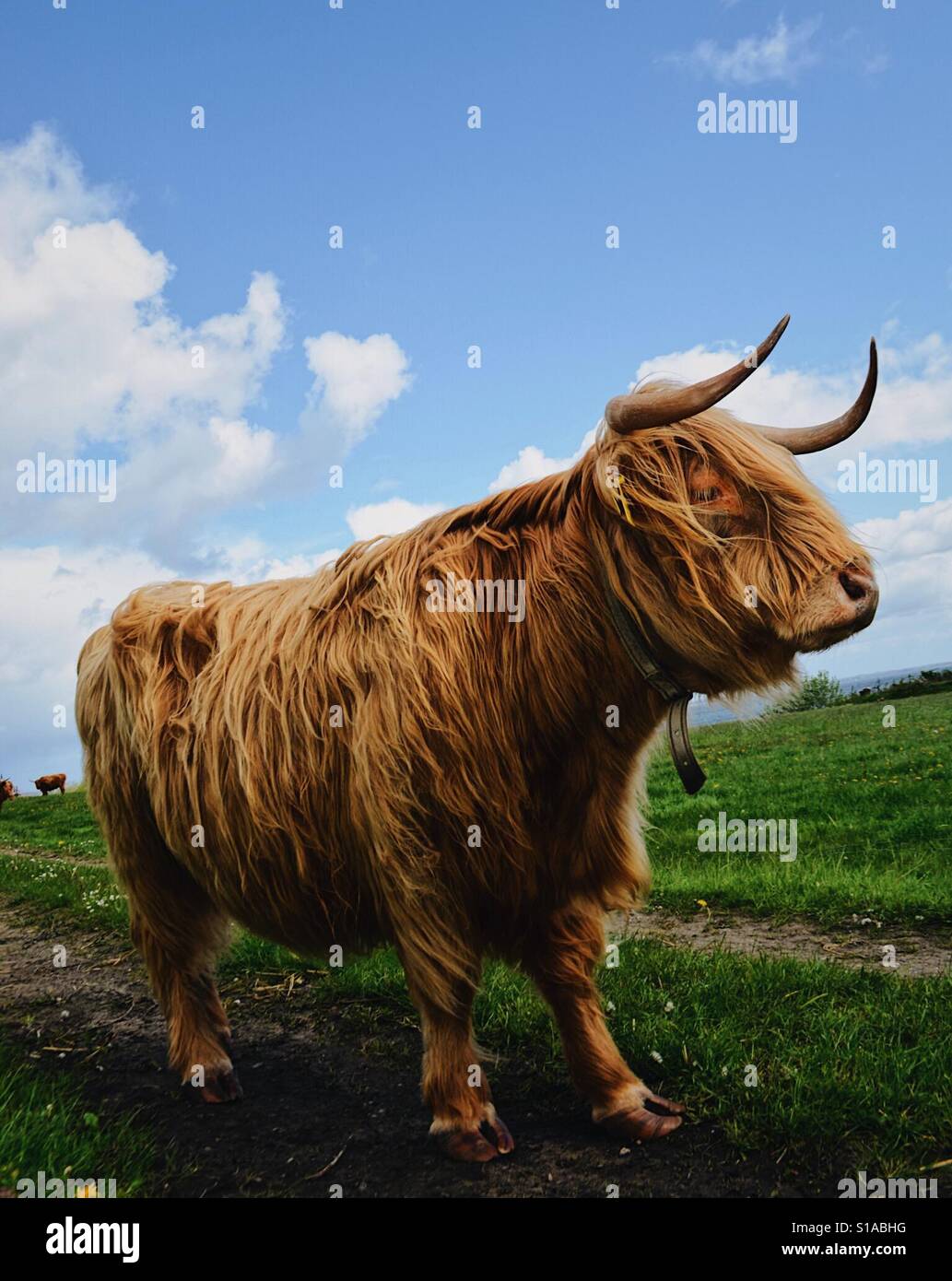 Galloway kuh -Fotos und -Bildmaterial in hoher Auflösung – Alamy