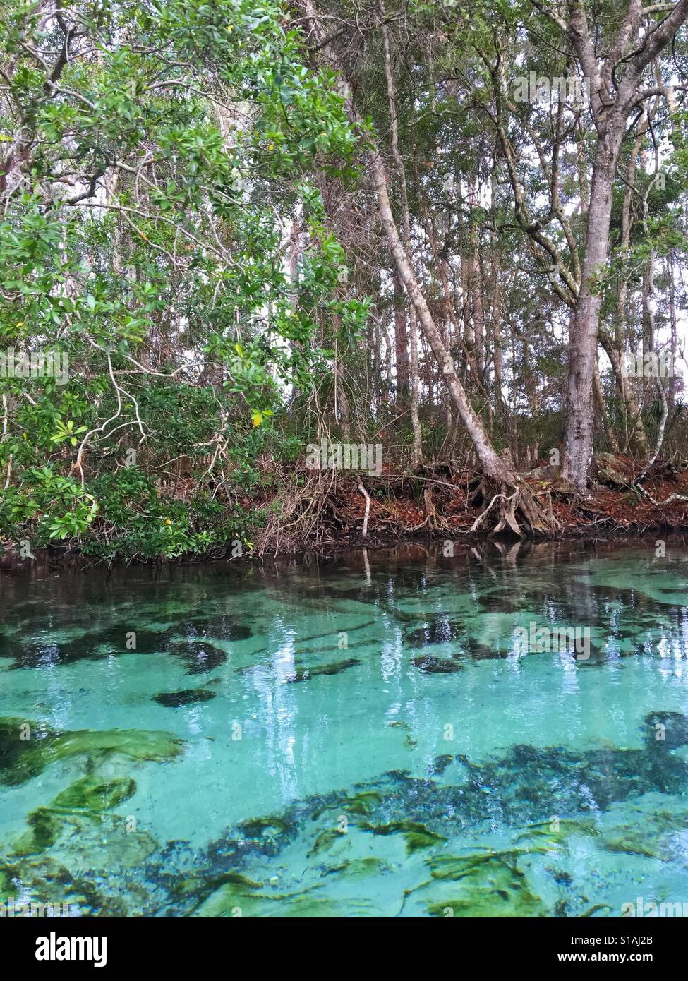 Weeki Wachee Springs Stockfotografie - Alamy
