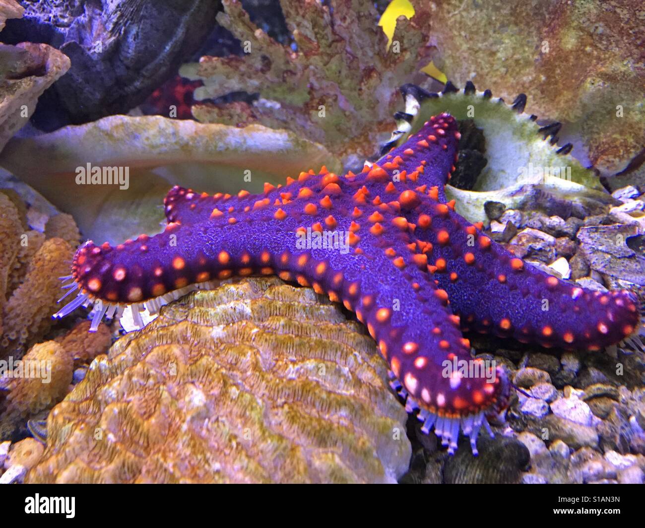 Seestern fisch -Fotos und -Bildmaterial in hoher Auflösung – Alamy