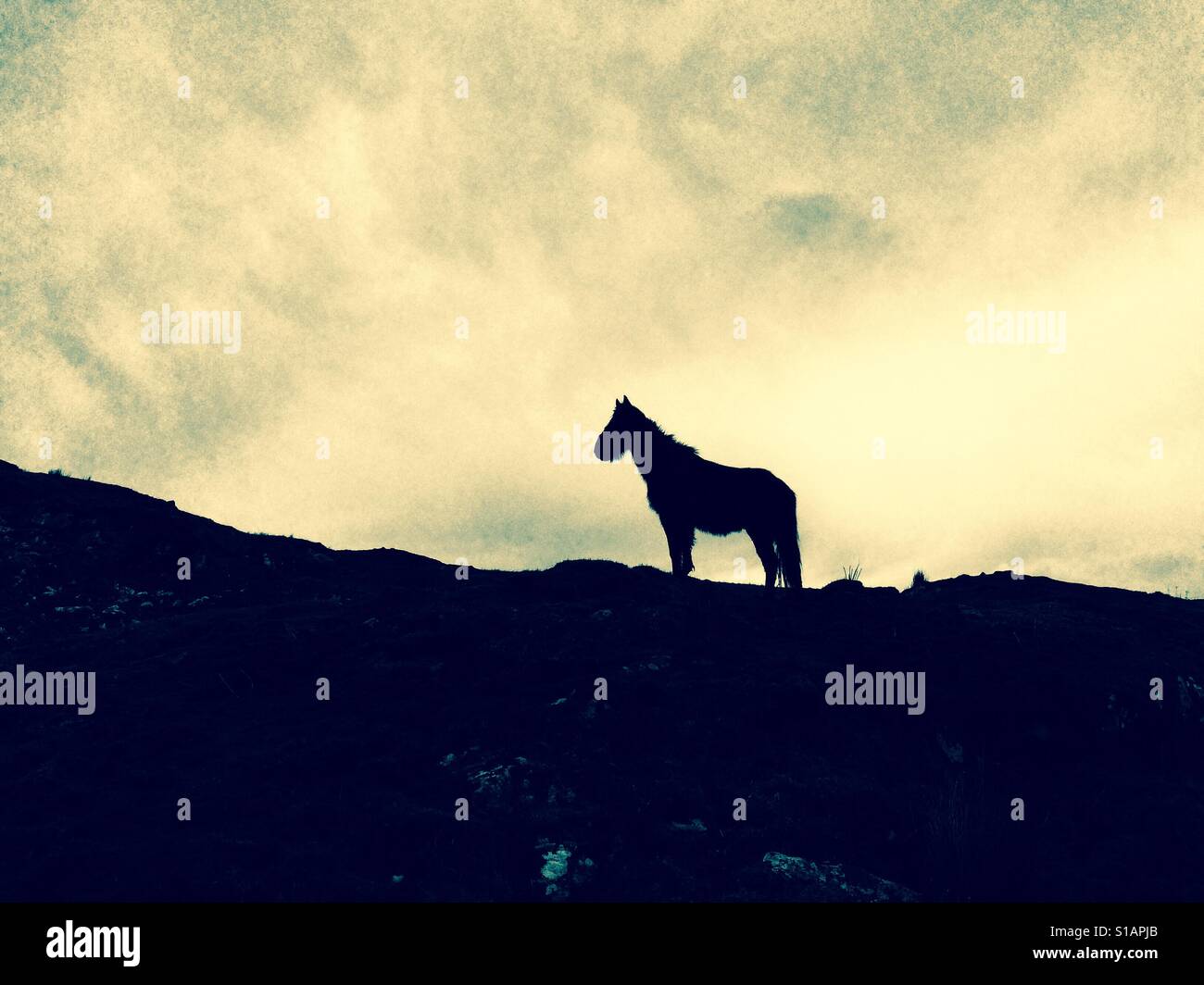 Silhouette von Pferd in Landschaft Stockfotografie - Alamy