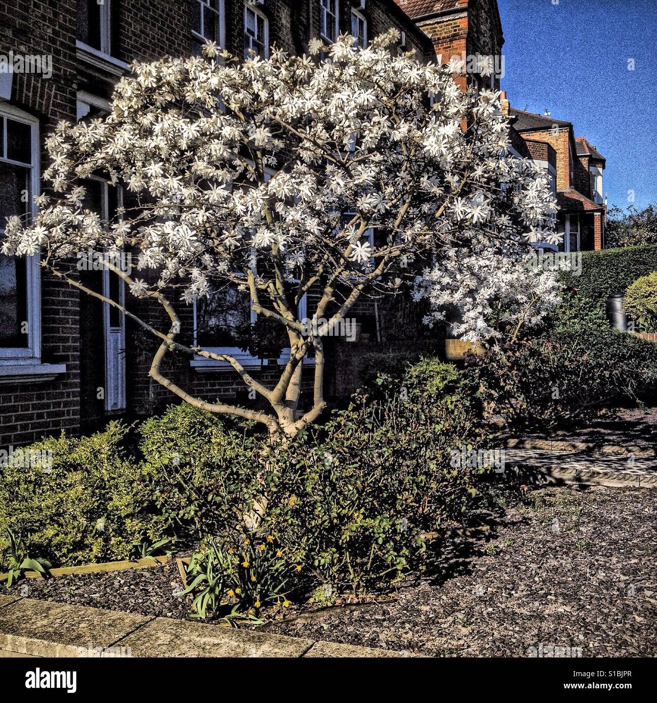 Magnolienbaum magnolia tree -Fotos und -Bildmaterial in hoher Auflösung ...