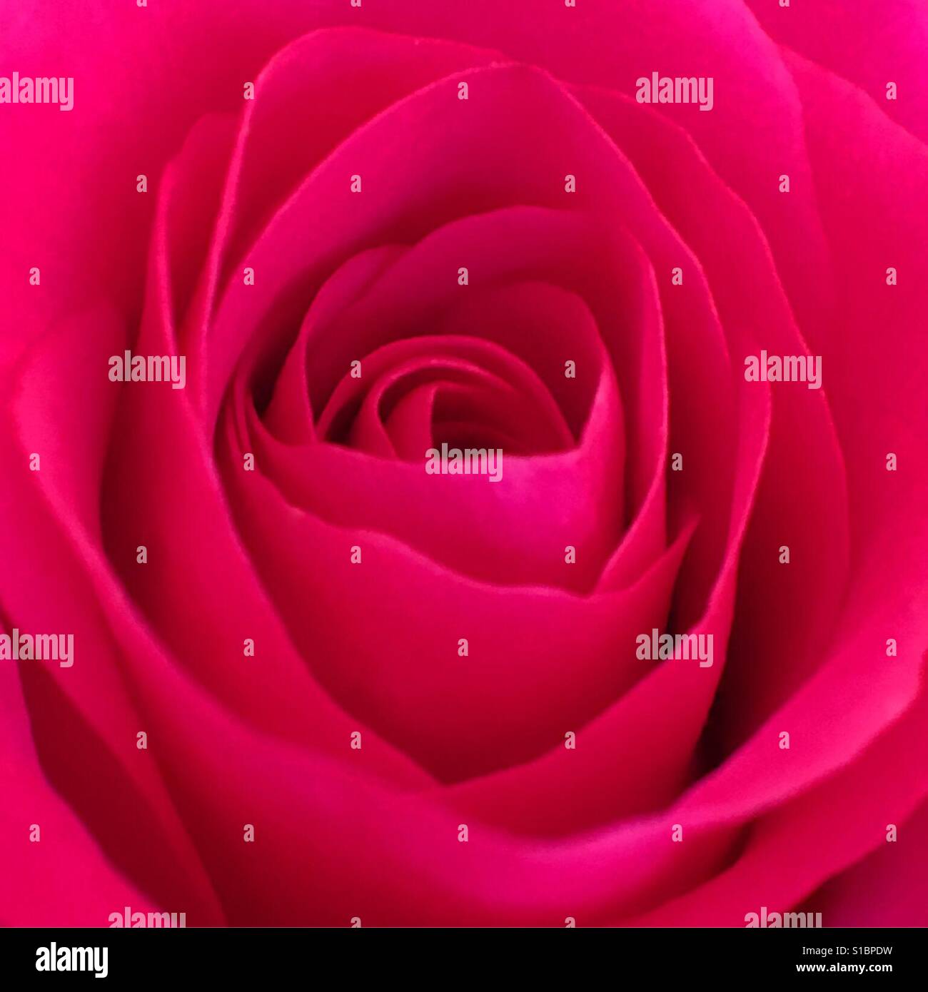 Nahaufnahme rosen -Fotos und -Bildmaterial in hoher Auflösung – Alamy