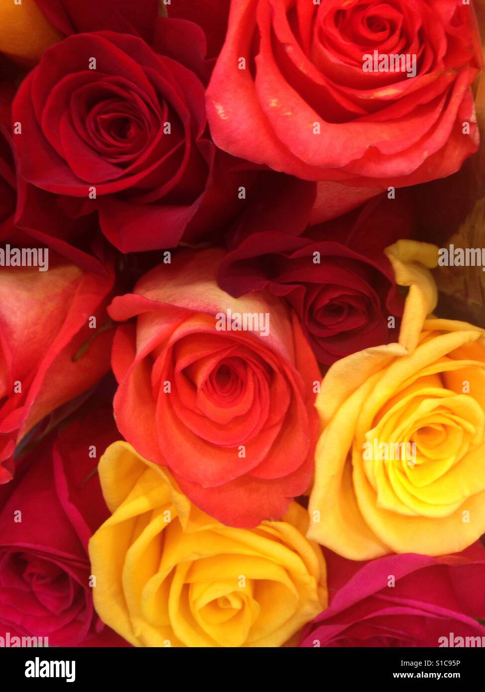 Images roses -Fotos und -Bildmaterial in hoher Auflösung – Alamy
