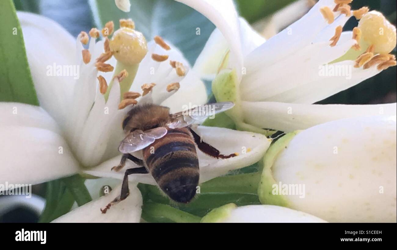 Erde biene -Fotos und -Bildmaterial in hoher Auflösung – Alamy