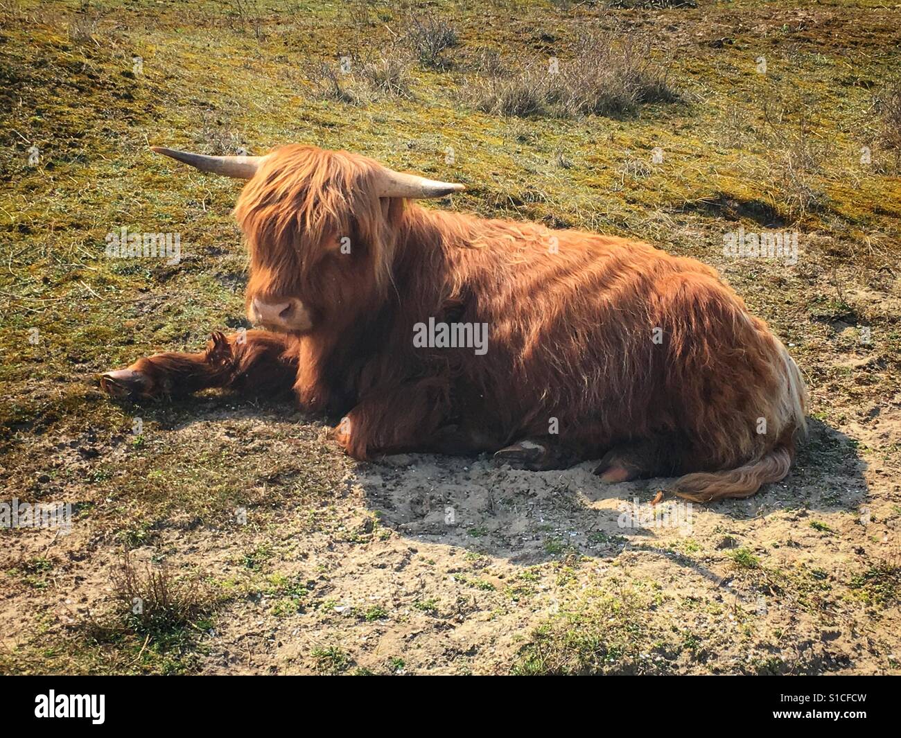 Highlander cow -Fotos und -Bildmaterial in hoher Auflösung – Alamy