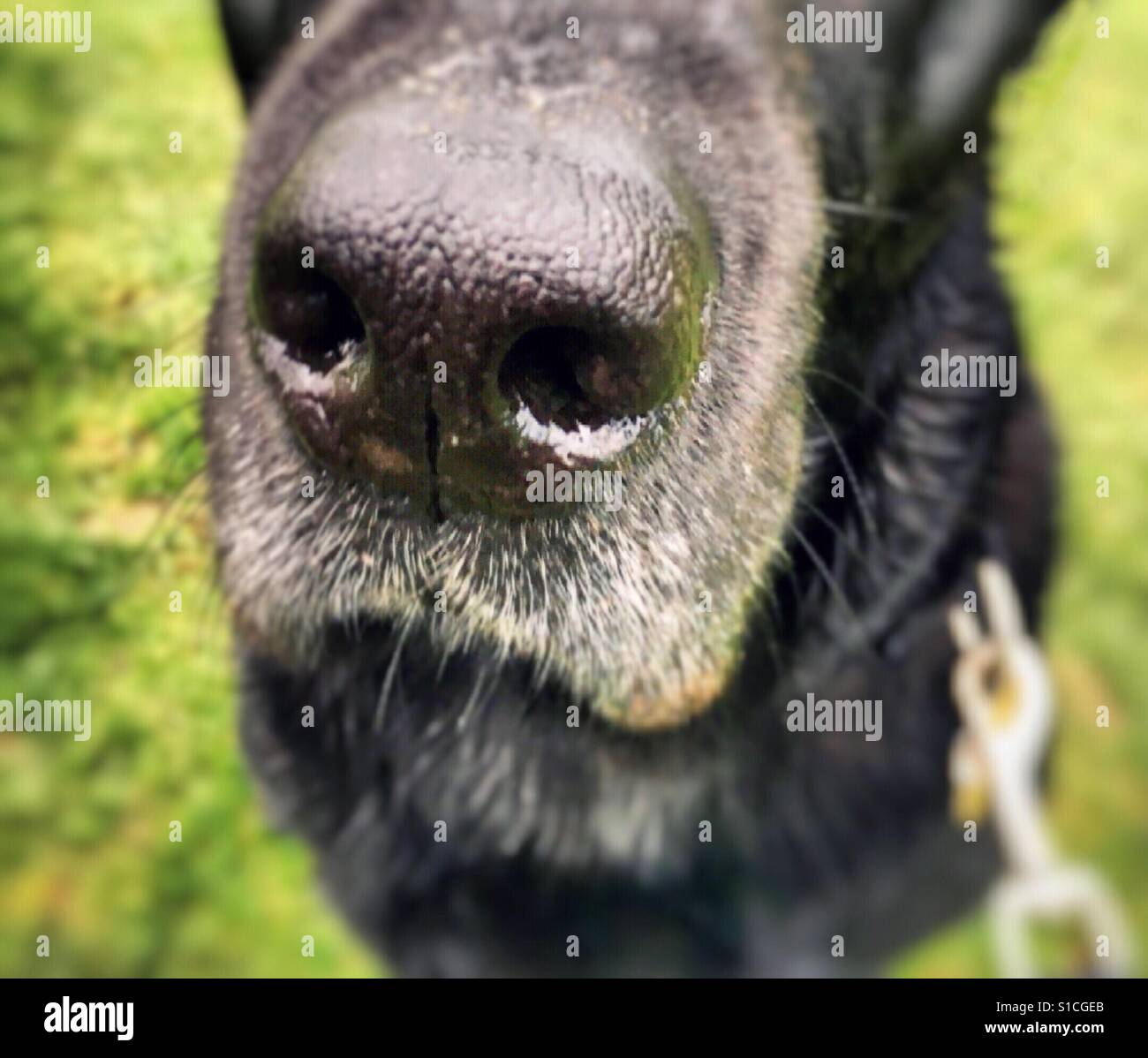Haustiere nase -Fotos und -Bildmaterial in hoher Auflösung – Alamy